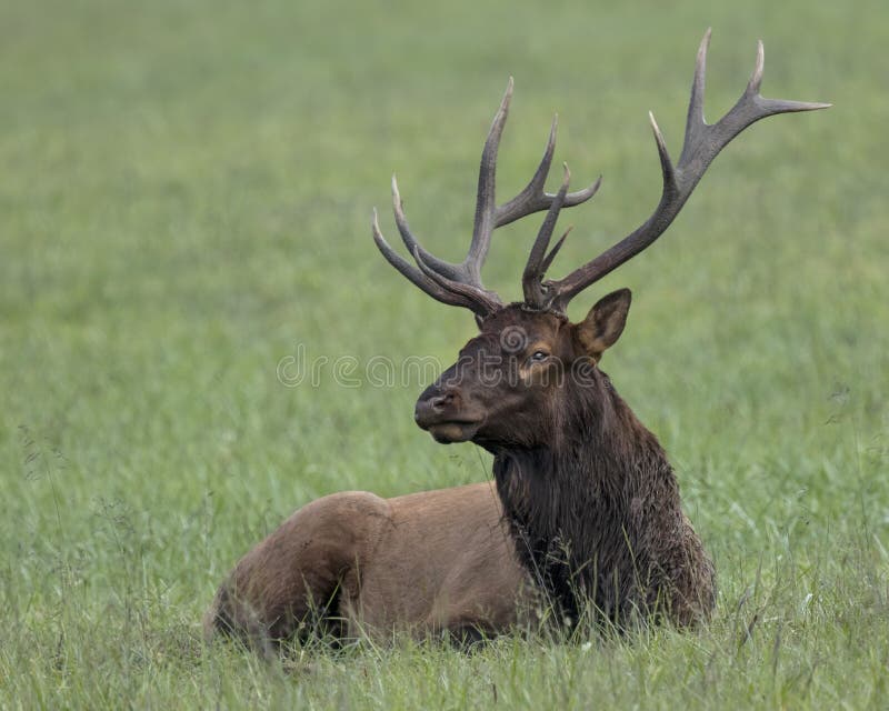 Bull Elk stock photo. Image of prey, daddy, agile, herds - 101643758