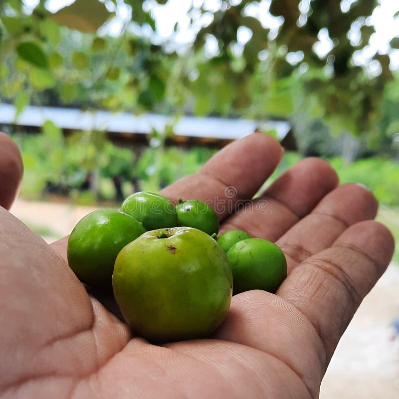 Bidara fruit stock photo. Image of fruit, food, bidara - 230050932