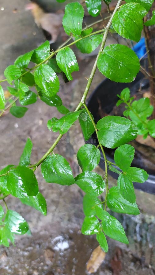 Bidara leaves as medicine stock image. Image of plant - 354072115