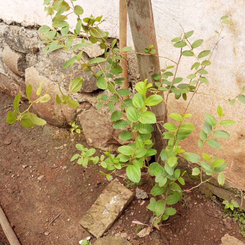 Bidara tree stock image. Image of plant, produce, yard - 263613701