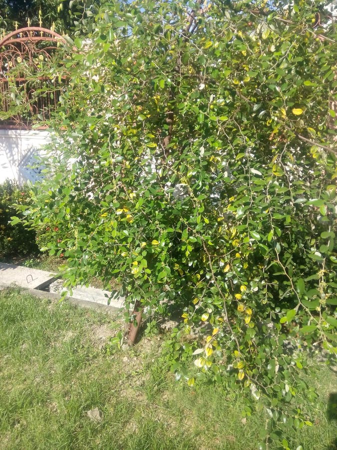 Bidara tree stock photo. Image of tree, fruit, green - 162384170