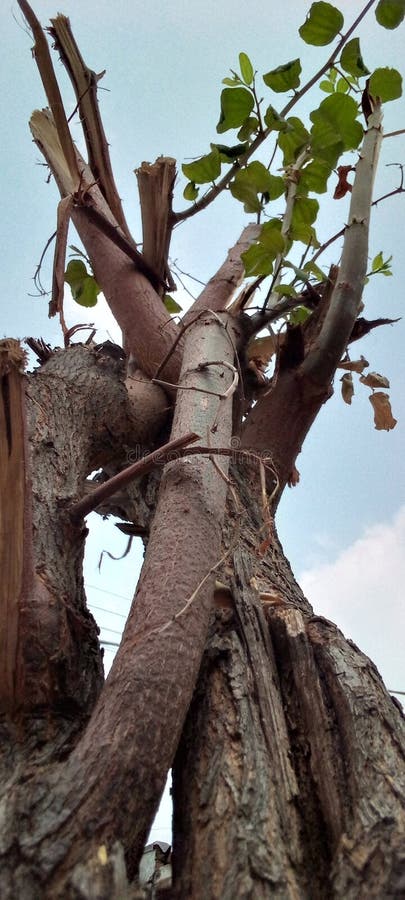 Bidara tree stock image. Image of tree, bidara - 286860189