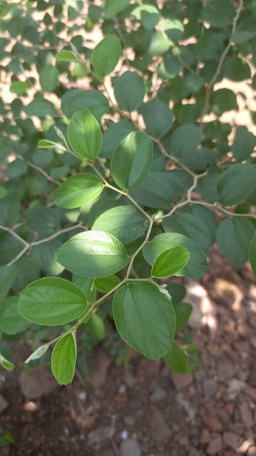 Bidara Tree Leaves are Useful for Expelling Jinn Disturbances Stock ...