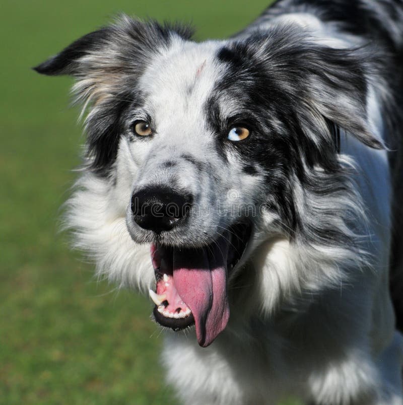 Biddable stock image. Image of canine, awaiting, collie - 9838993