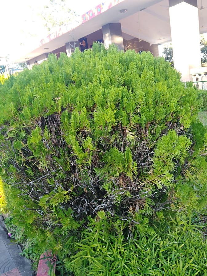 Biddapada Tree Stock Photos - Free & Royalty-Free Stock Photos from ...