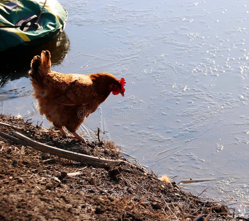 Biddy; hen stock image. Image of photographed, northern - 146335945