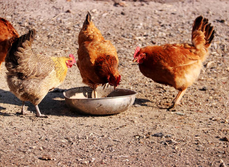 Biddy; hen stock image. Image of surname, duck, glacier - 146335997