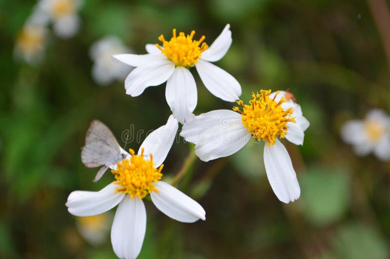 Bidens alba flower stock image. Image of tropical, botany - 259342359
