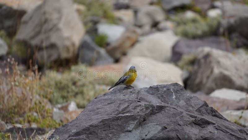 Bidrock Stock Photos - Free & Royalty-Free Stock Photos from Dreamstime