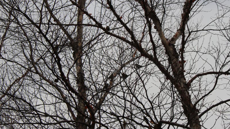 Bids on tree branches stock photo. Image of park, black - 183375762