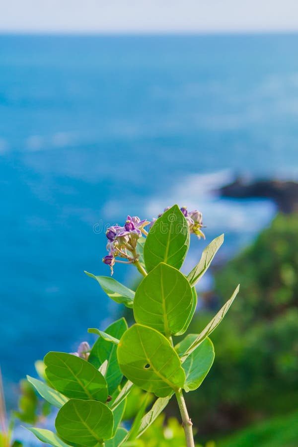 Biduri Plants Stock Photos - Free & Royalty-Free Stock Photos from ...