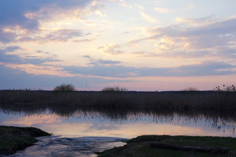 Sunset through the Reeds Vertical Stock Photo - Image of ground, sunset ...