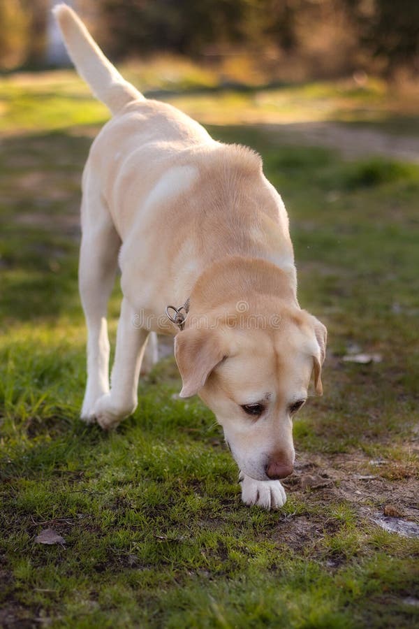 Biege Labrador Dog Sniffing in the Park Stock Photo - Image of labrador ...
