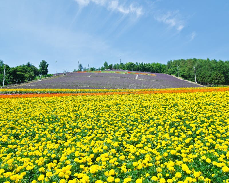 Biei and Furano Flower Fields, Hokkaido, Japan Stock Image - Image of ...