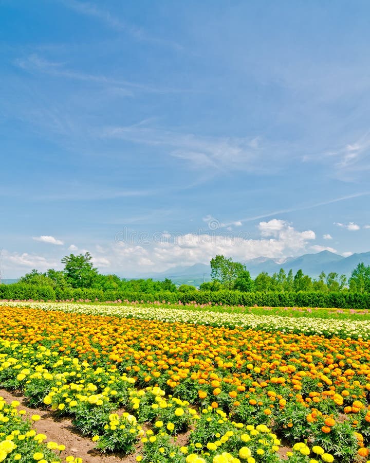 Biei and Furano Flower Fields, Hokkaido, Japan Stock Image - Image of ...