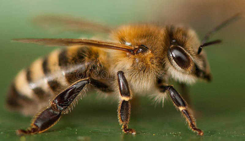Biene stock image. Image of insect, natur, macro, isolated - 11289241