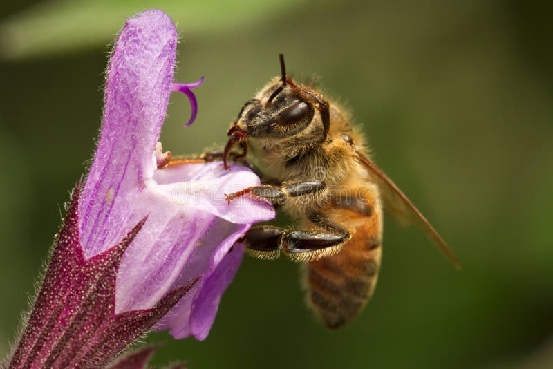 Biene stockfoto. Bild von ausführlich, blütenstaub, braun - 13605898