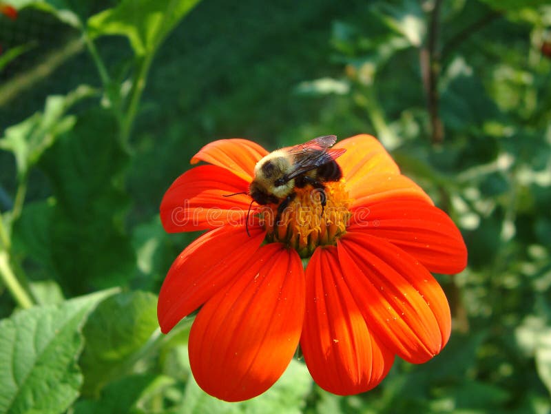 Biene auf Blume stockfoto. Bild von bestäuben, orange - 1150486
