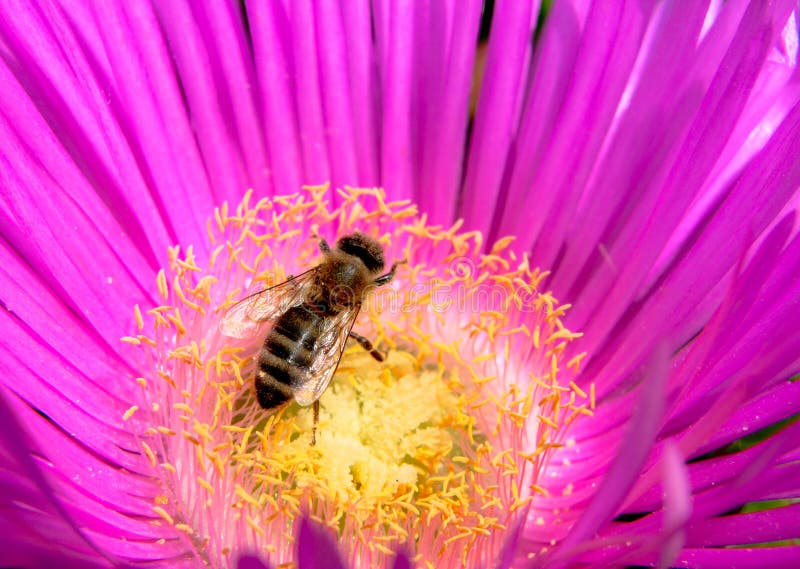 Biene auf der Blume stockfoto. Bild von blühen, gestreift - 32875240