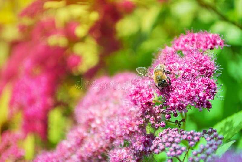 Biene auf Blume stockbild. Bild von hintergrund, bestäubung - 31721821