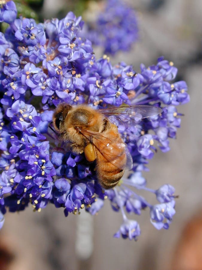 Biene auf Blumen stockbild. Bild von frühling, pflanzen - 57807