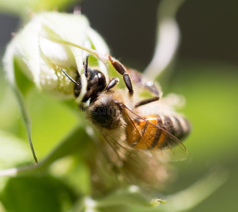 Biene Auf Blumen in Der Natur Makro Stockbild - Bild von land, wiese ...