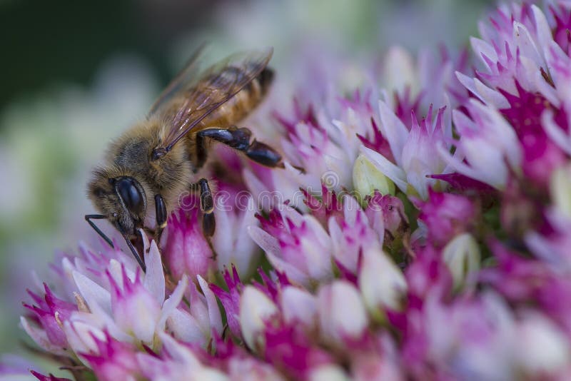 Biene auf der Blume stockfoto. Bild von blühen, gestreift - 32875240