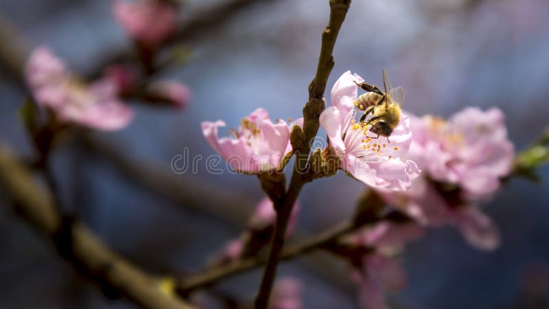 Biene Auf Der Rosa Kirschblüte-Blume Stockfoto - Bild von hell, freude ...