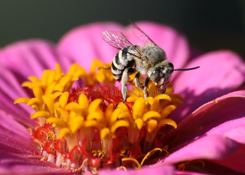 BIENE AUF EINER ROSAFARBENEN BLUME Stockfoto - Bild von süß, biene: 3765708