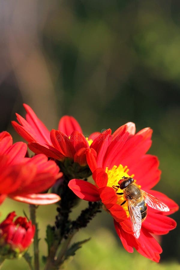 Biene Auf Einer Roten Blume Stockbild - Bild von hintergrund ...