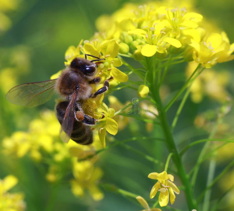 Biene stockfoto. Bild von ausführlich, blütenstaub, braun - 13605898