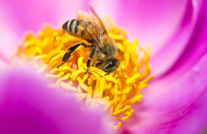 Biene in der Blume stockbild. Bild von rosa, nadel, betrieb - 14638683