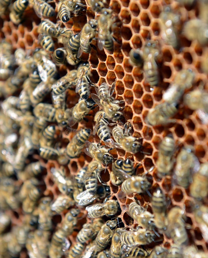 Bienen auf Bienenwabe stockbild. Bild von funktion, bienenwabe - 32945755