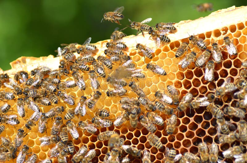 Bienen auf Bienenwabe stockfoto. Bild von landwirtschaft - 33472892