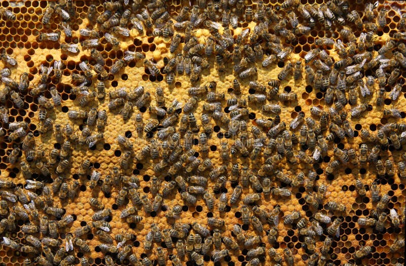 Bienen auf Bienenwabe stockfoto. Bild von bienenwabe, bienen - 9247160