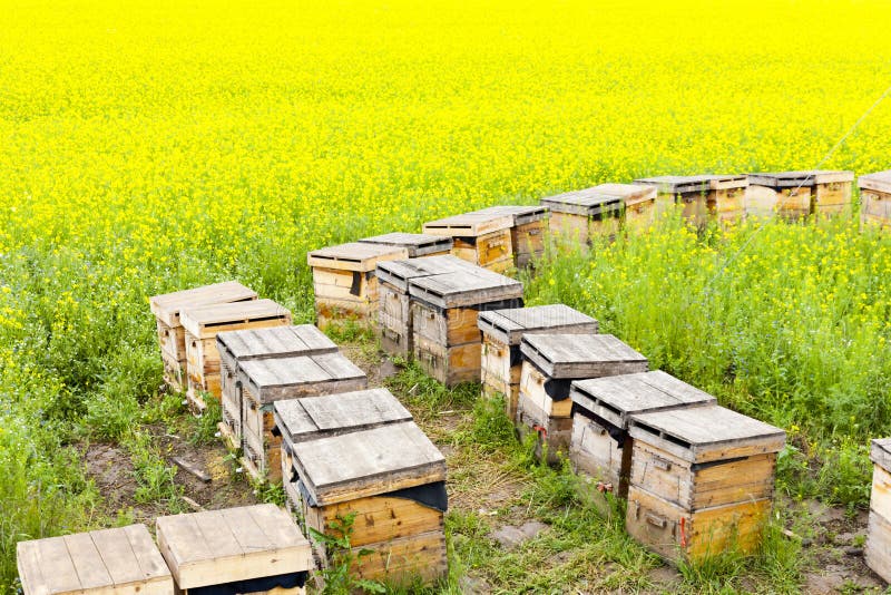 Farbige Bienenstöcke stockfoto. Bild von hölzern, bauernhof - 3648228