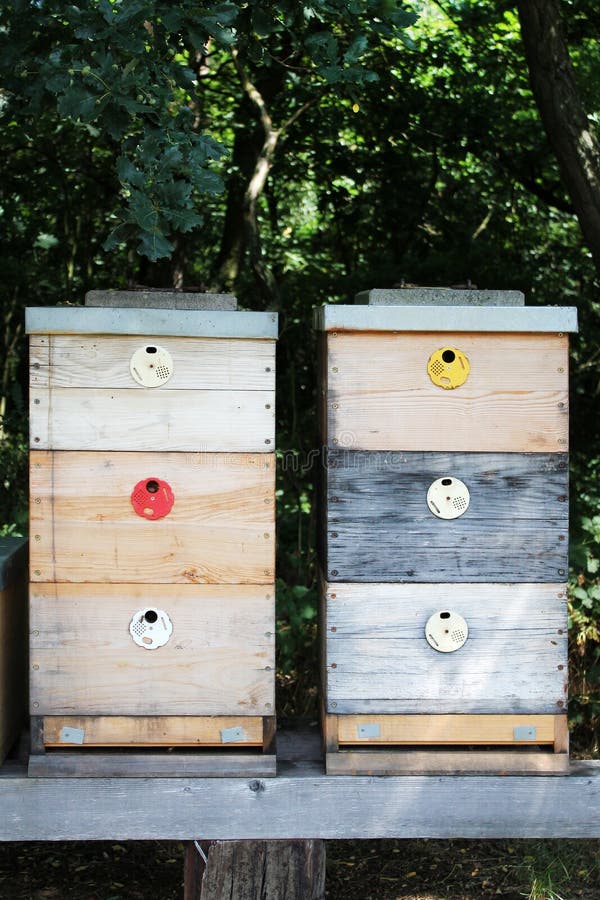 Bienenstöcke stockbild. Bild von garten, wiese, haupt - 42612573