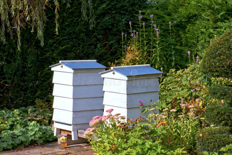 Bienenstöcke Für Wilde Bienen Stockbild - Bild von biene, essen: 34728979
