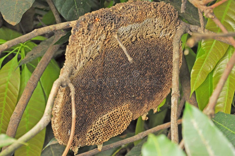 Bienenwabe stockbild. Bild von nahaufnahme, honig, biene - 30498397