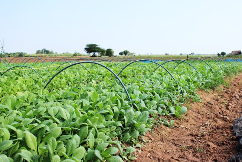 Biennial vegetable crops stock photo. Image of cloud - 27771782