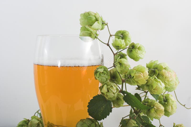 Bier en hop stock foto. Image of ambergeel, glas, bier - 3072130