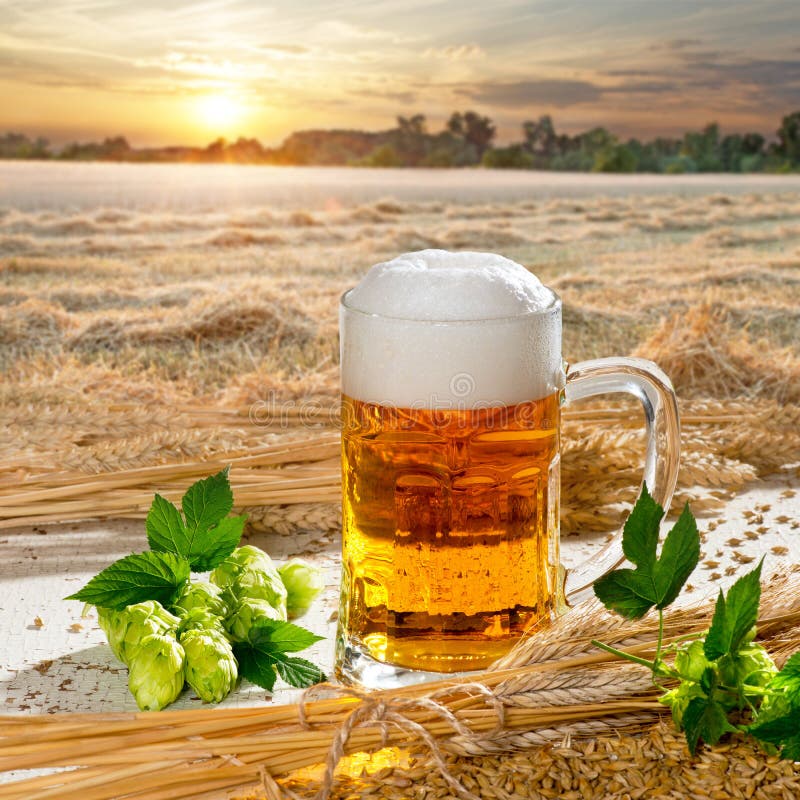 Bier-Glas Mit Hopfen Und Gerste Stockbild - Bild von agronomie, malz ...