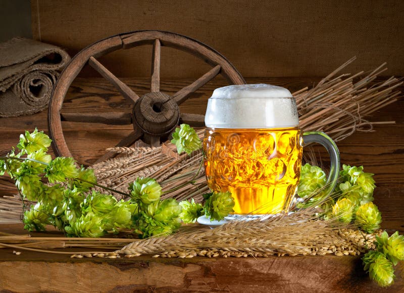 Bier mit Hopfen und Gerste stockfoto. Bild von hopfen - 37927190