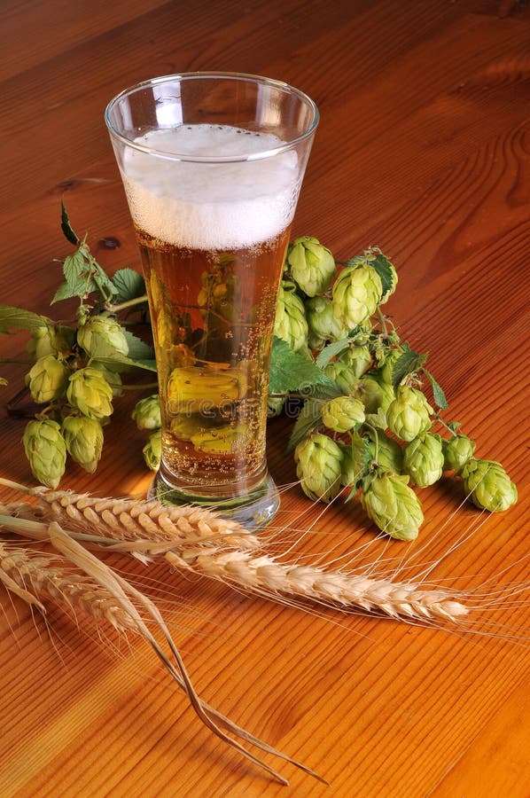 Stillleben Mit Bierglas Und -hopfen Stockfoto - Bild von bewirtschaften ...