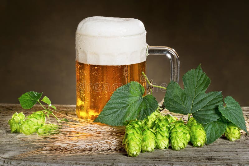 Bier und Hopfen stockfoto. Bild von brauen, alkohol, blätter - 38947616