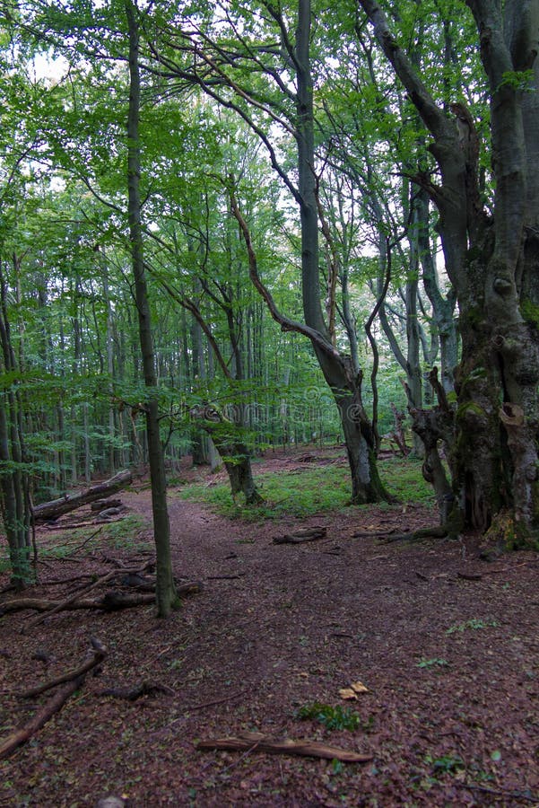 Bieszczady National Park , Old Forest Stock Image - Image of forest ...