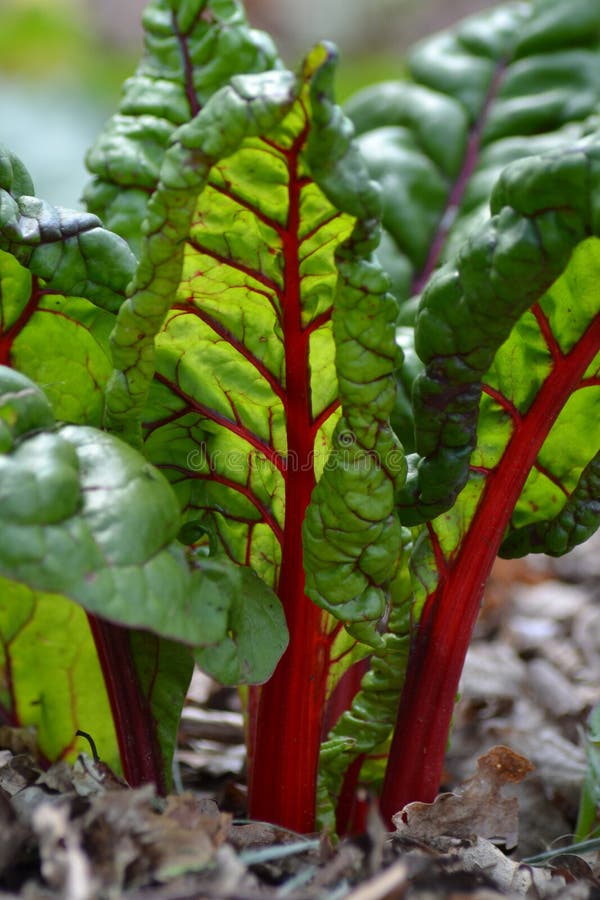 Bietola da coste svizzera immagine stock. Immagine di giardino - 42442857