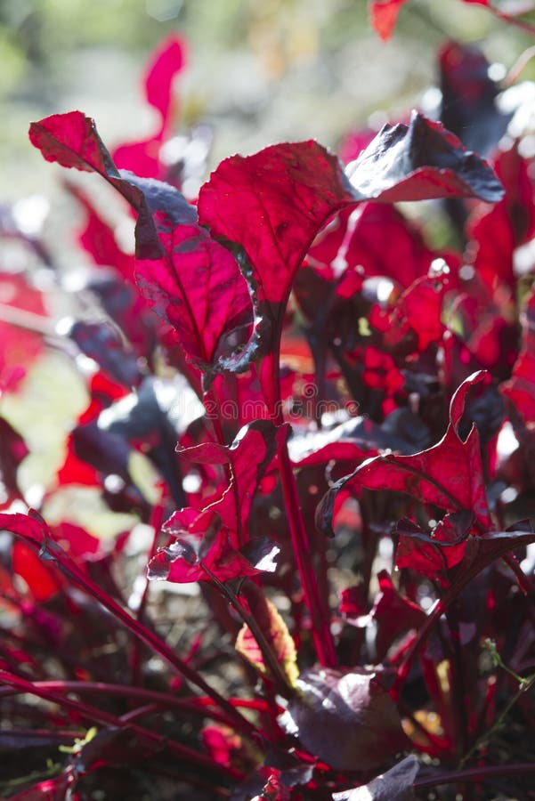 Bietola rossa in giardino immagine stock. Immagine di salute - 66936215