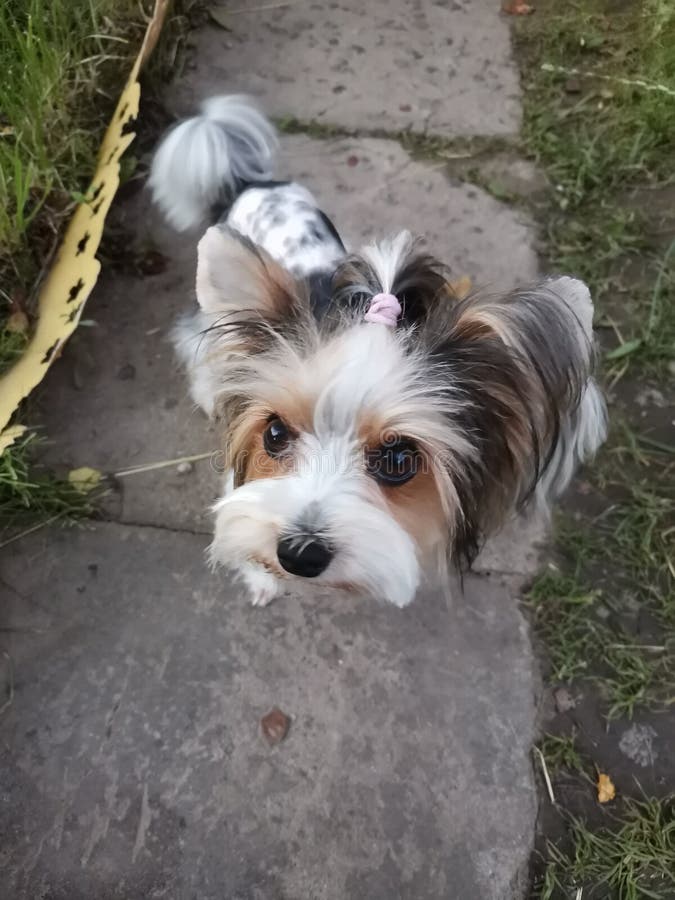 Biewer terrier stock image. Image of terrier, biewer - 191789003