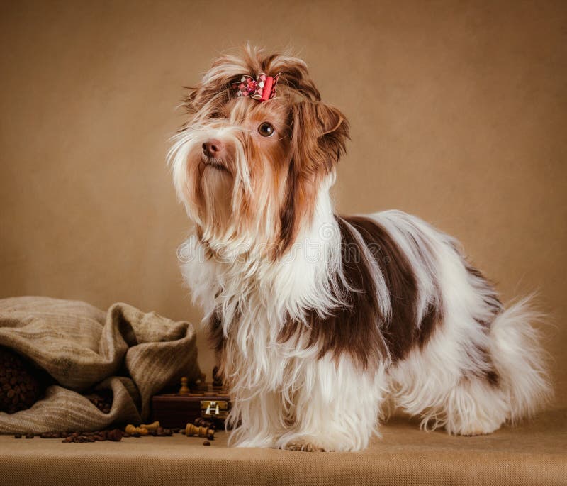 150 Biewer Terrier Grooming Stock Photos - Free & Royalty-Free Stock ...